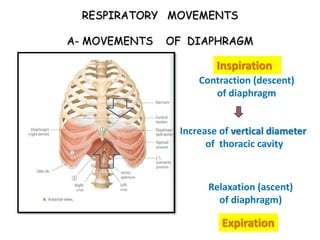 Muscles of respiration Dr. MADHUKIRAN, MD.PULMONOLOGY | PPTX