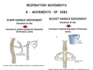 Muscles of respiration Dr. MADHUKIRAN, MD.PULMONOLOGY | PPTX