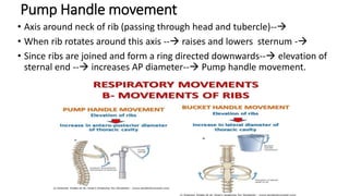 muscles and mechanics of respiration.pptx