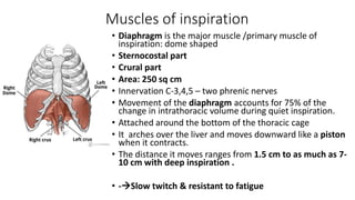muscles and mechanics of respiration.pptx