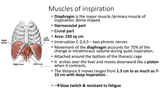 muscles and mechanics of respiration.pptx