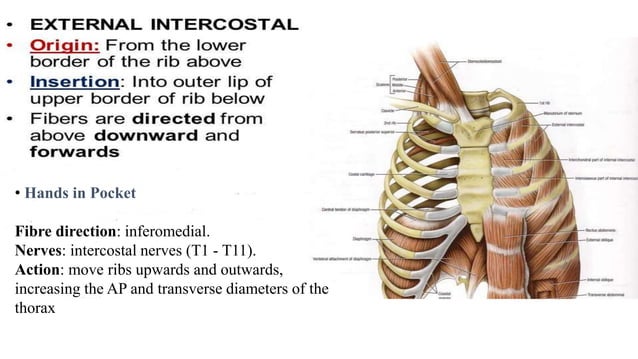 muscles and mechanics of respiration.pptx