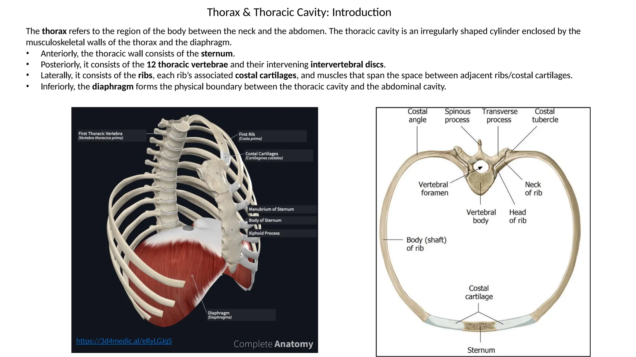 MUSCLES OF RESPIRATORY SYSTEM BY DR..pptx