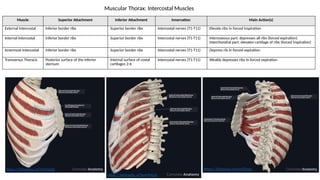 MUSCLES OF RESPIRATORY SYSTEM BY DR..pptx