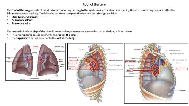 MUSCLES OF RESPIRATORY SYSTEM BY DR..pptx