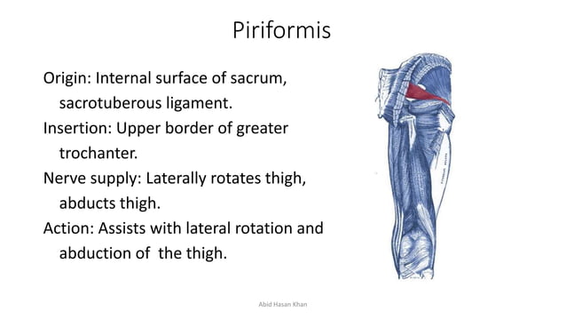 Muscles of sacral region | PPT