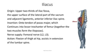 Muscles of sacral region | PPT