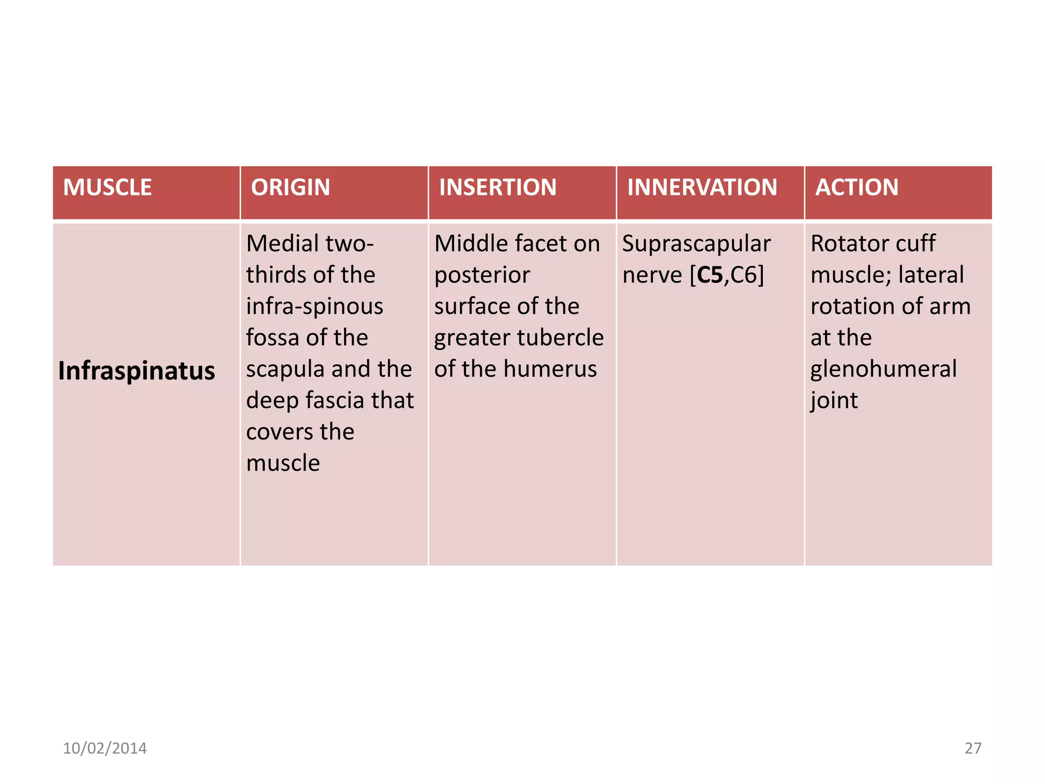 Muscles of shoulder | PPTX