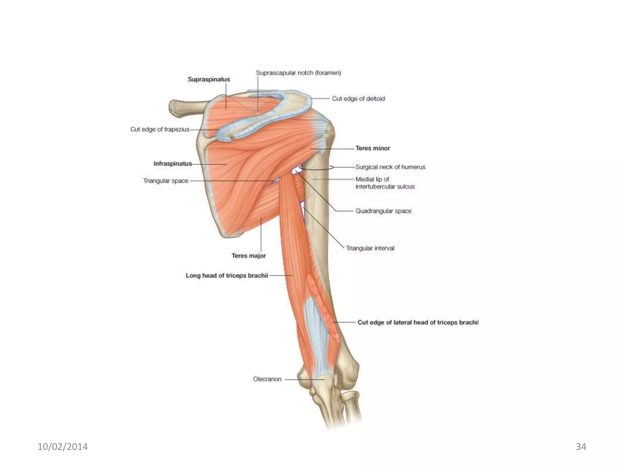 Muscles of shoulder | PPTX