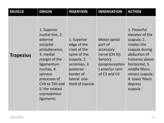 Muscles of shoulder | PPTX