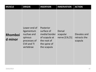 Muscles of shoulder | PPTX