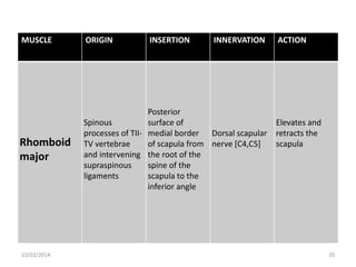 Muscles of shoulder | PPTX