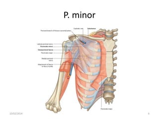 Muscles of shoulder | PPTX