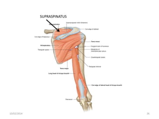 Shoulder Adduction Muscles