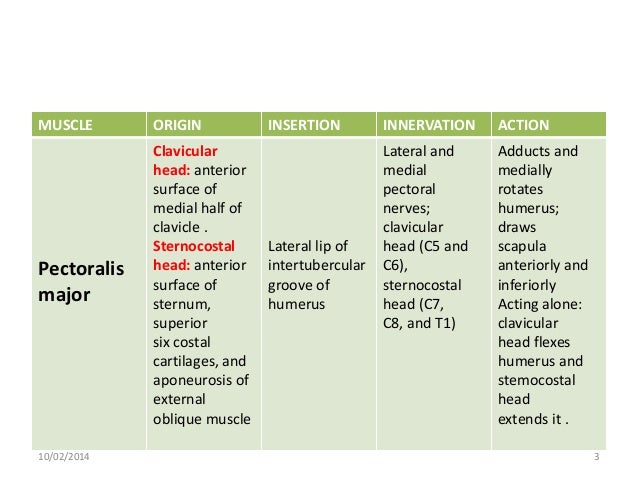 MUSCULOSKELETAL (*Thoracic Neuromuscular Anatomy pectoralis major