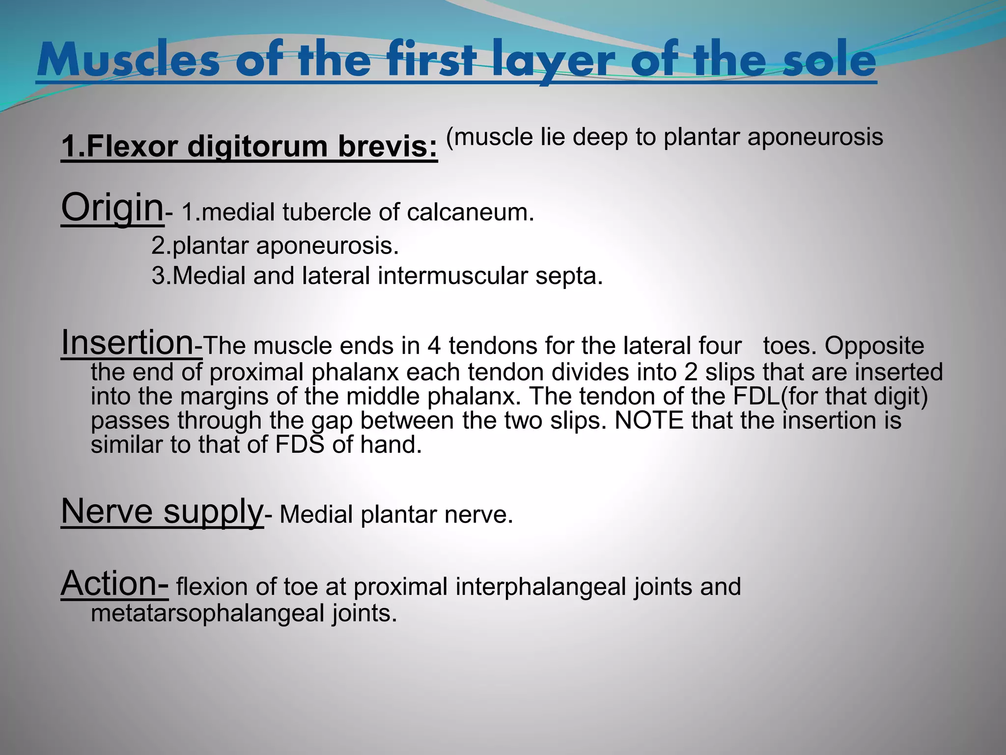 Muscles of sole | PPTX