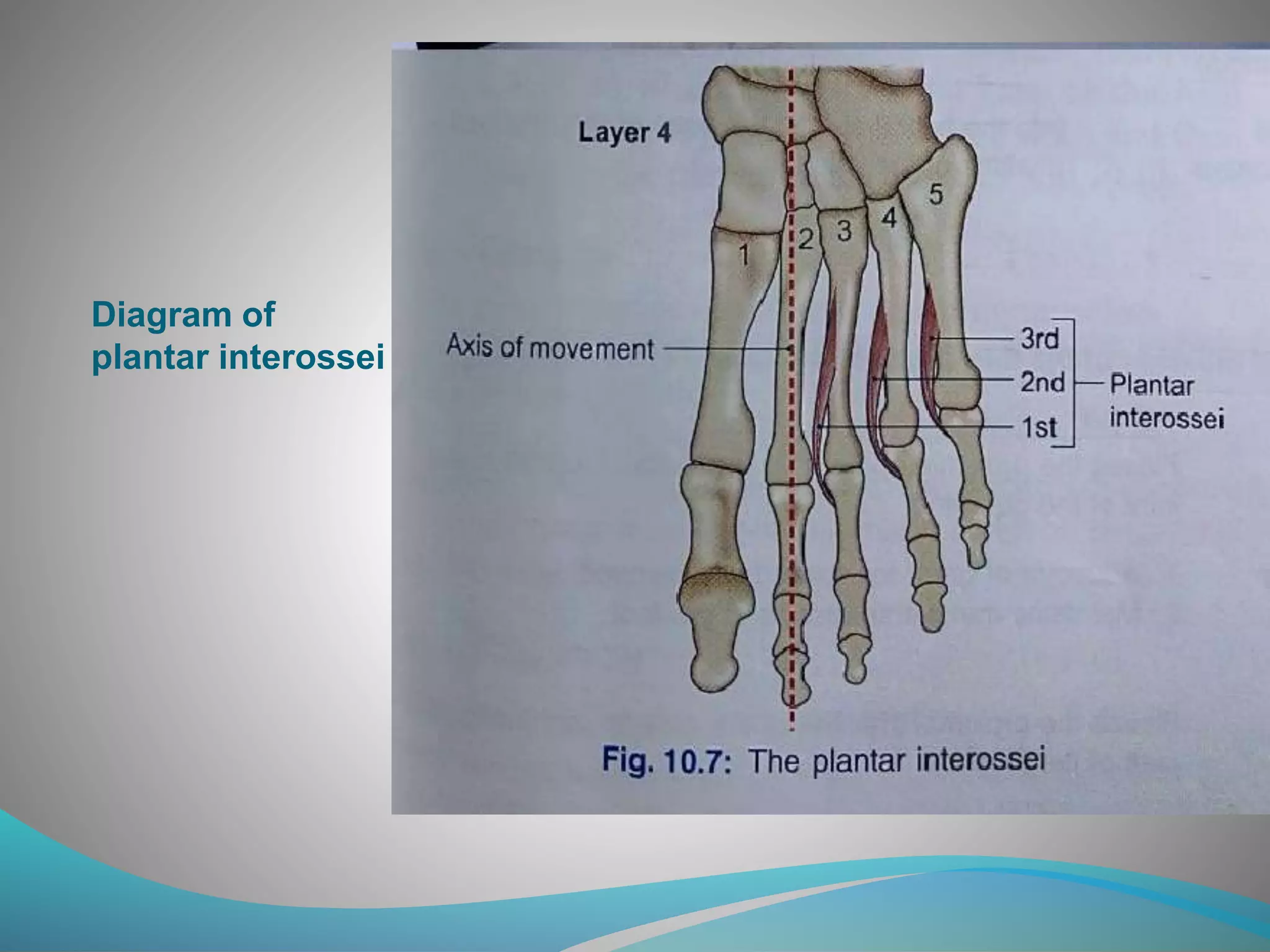 Muscles of sole | PPTX