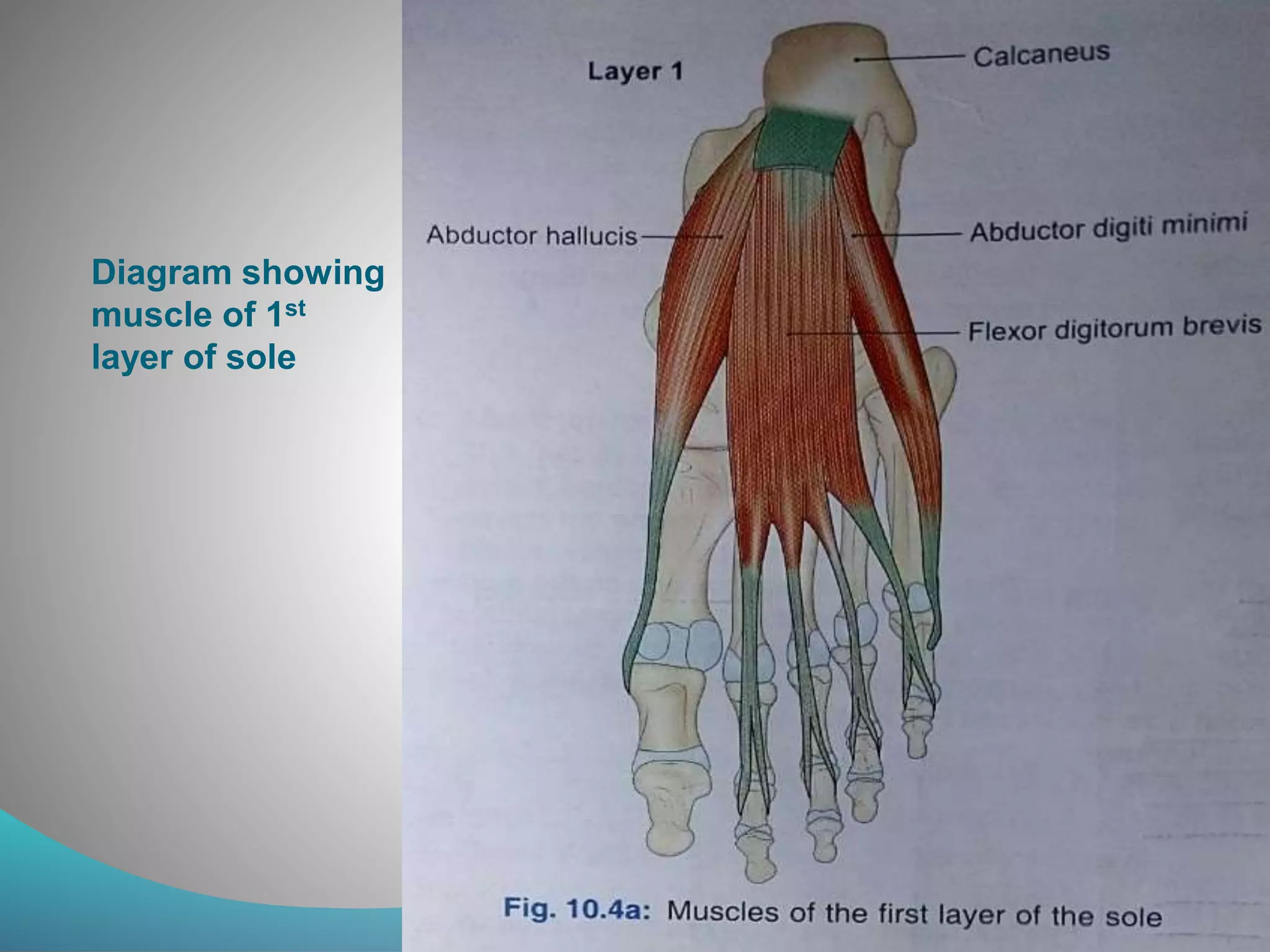Muscles of sole | PPTX