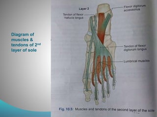 Muscles of sole | PPTX