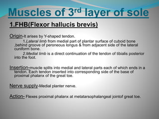 Muscles of sole | PPTX