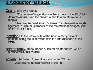Muscles of sole | PPTX