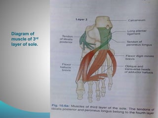 Muscles of sole | PPTX