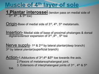 Muscles of sole | PPTX