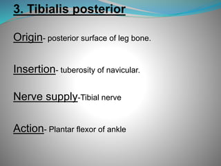 Muscles of sole | PPTX