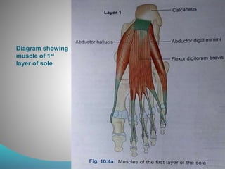 Muscles of sole | PPTX