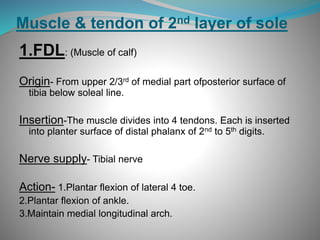 Muscles of sole | PPTX