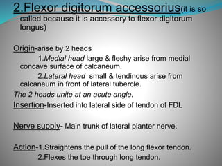Muscles of sole | PPTX