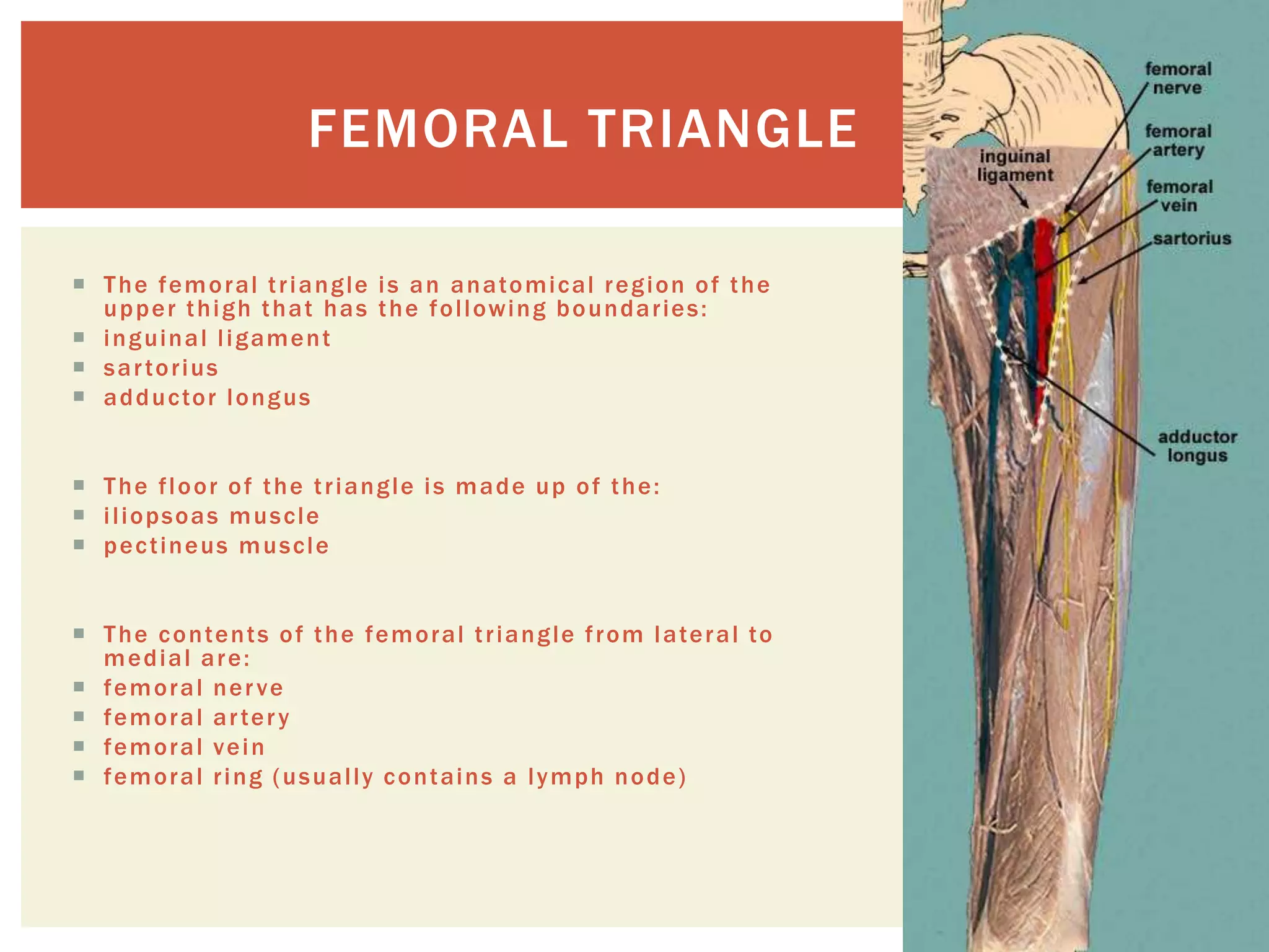 Muscles of the anterior thigh | PPTX