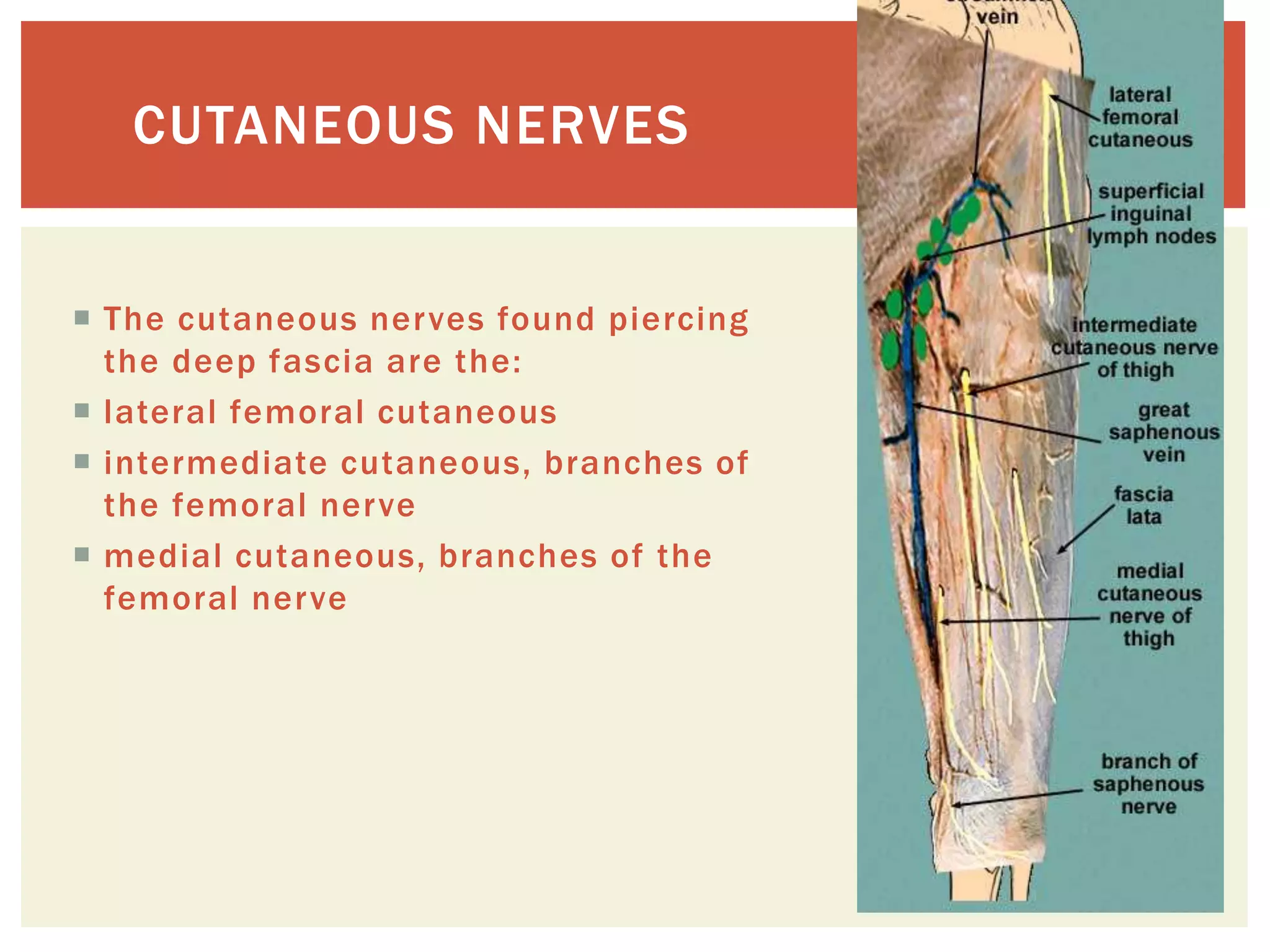 What Nerve Supplies The Anterior Thigh