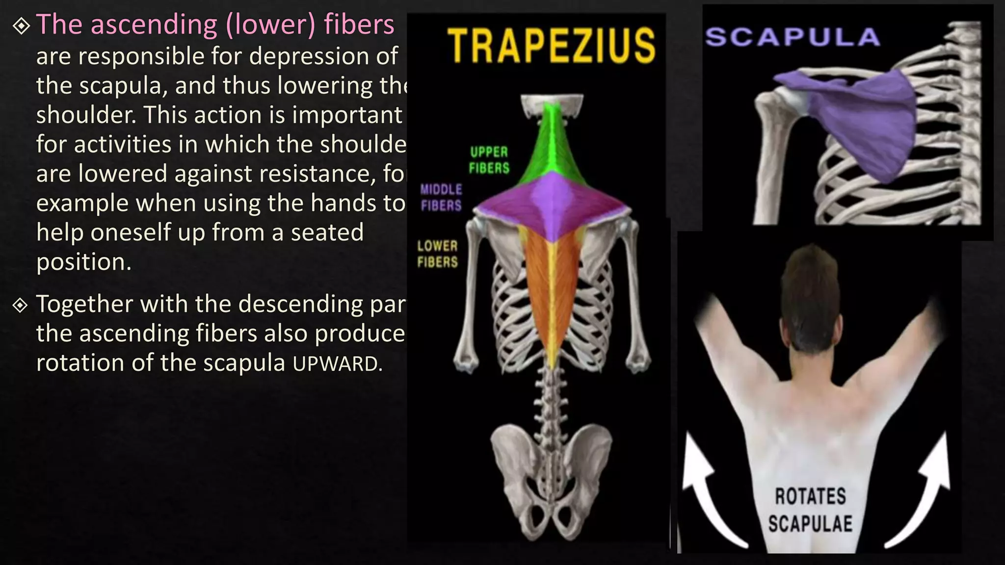 Major muscles of the back- Made Easy.pptx