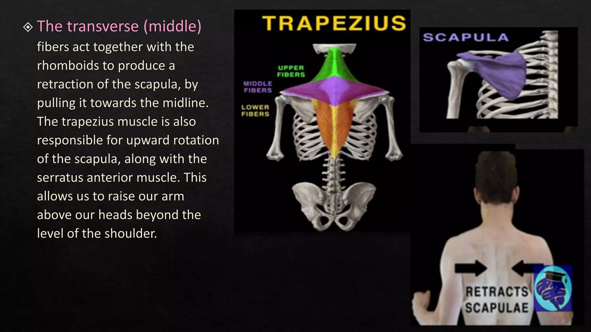 Major muscles of the back- Made Easy.pptx