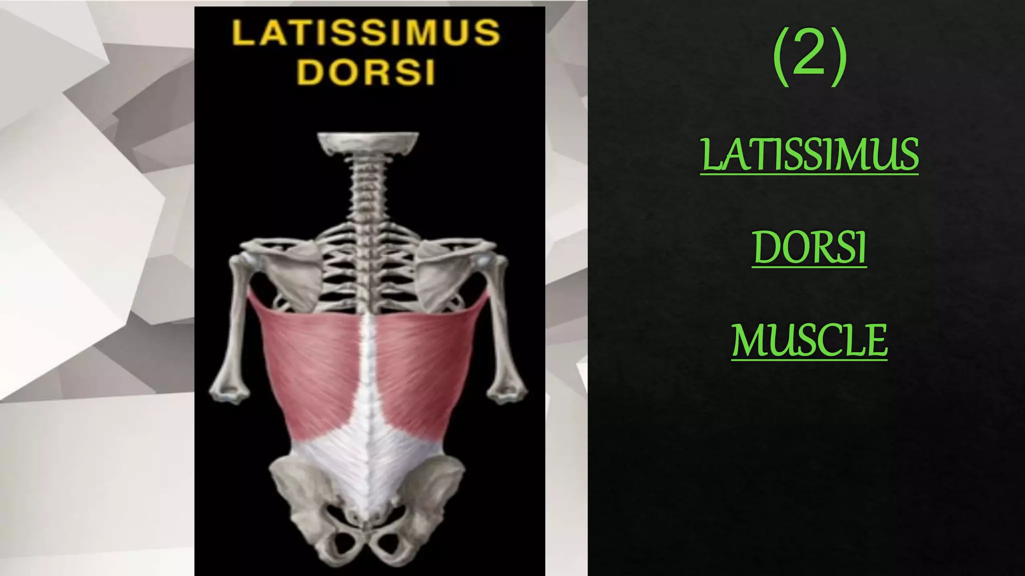 Major muscles of the back- Made Easy.pptx | Physical Therapy | Wellness