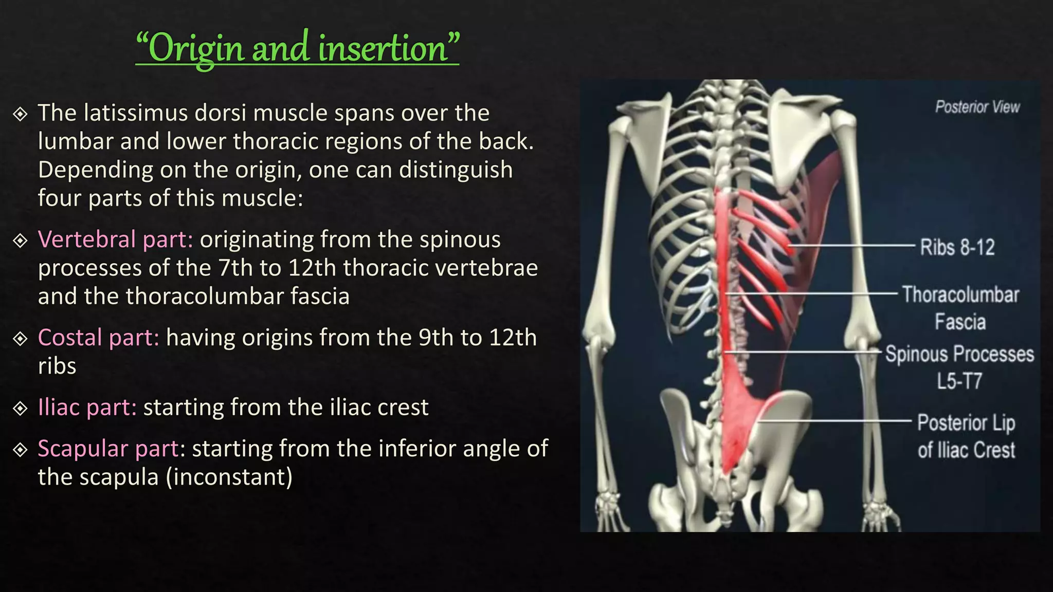 Major muscles of the back- Made Easy.pptx | Physical Therapy | Wellness