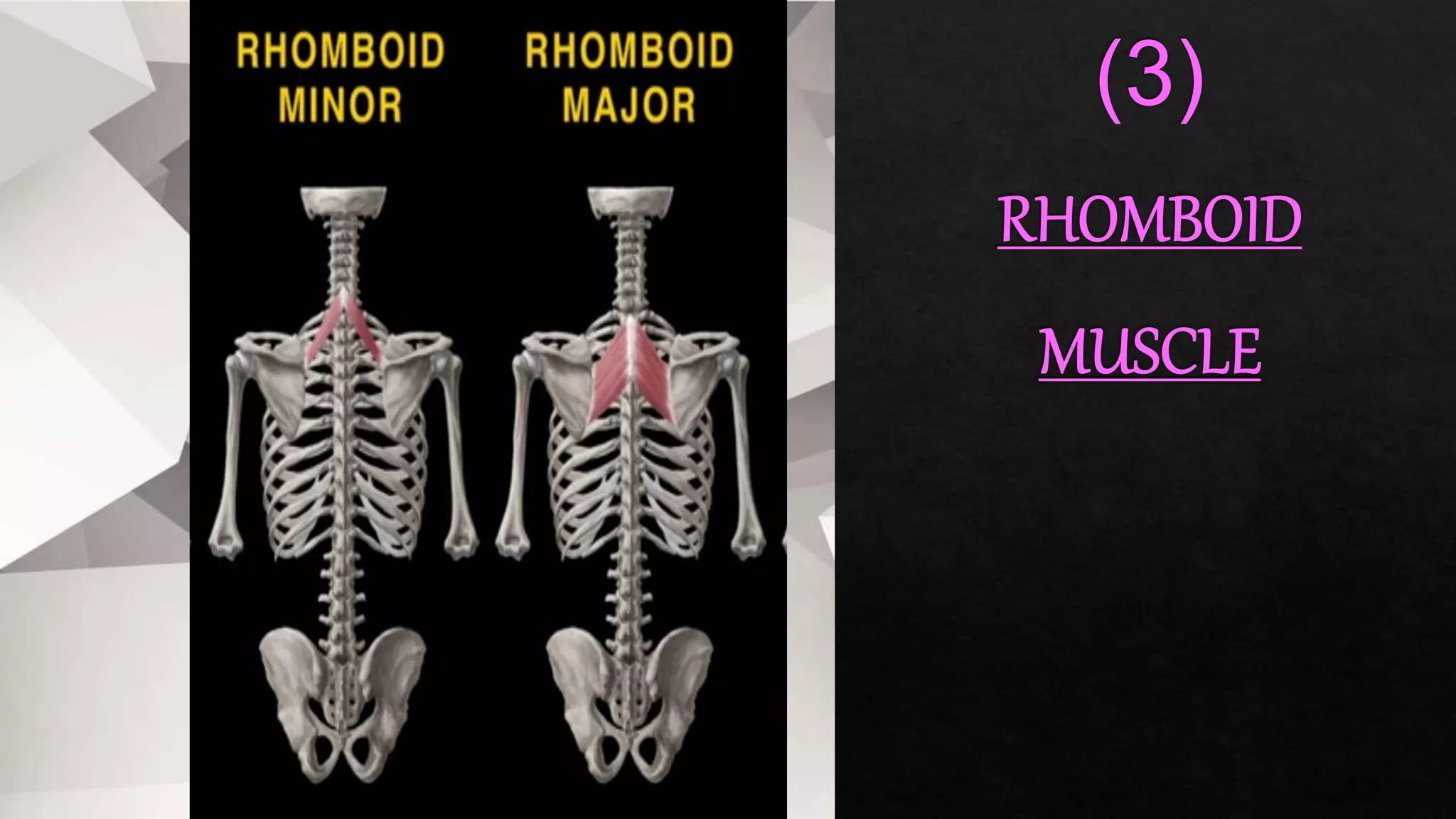 Major muscles of the back- Made Easy.pptx