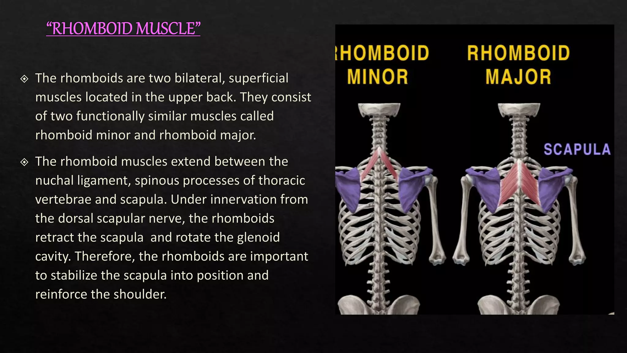 Major muscles of the back- Made Easy.pptx