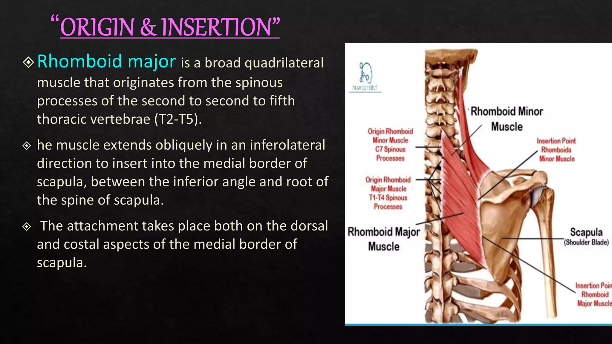 Major muscles of the back- Made Easy.pptx