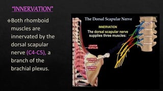 Major muscles of the back- Made Easy.pptx