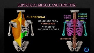 Major muscles of the back- Made Easy.pptx