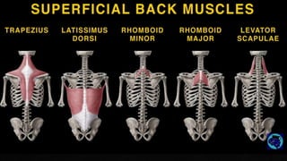 Major muscles of the back- Made Easy.pptx