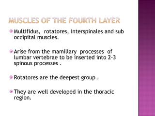 musclesofthebackrev-ppt9903-111009025940-phpapp01.pdf