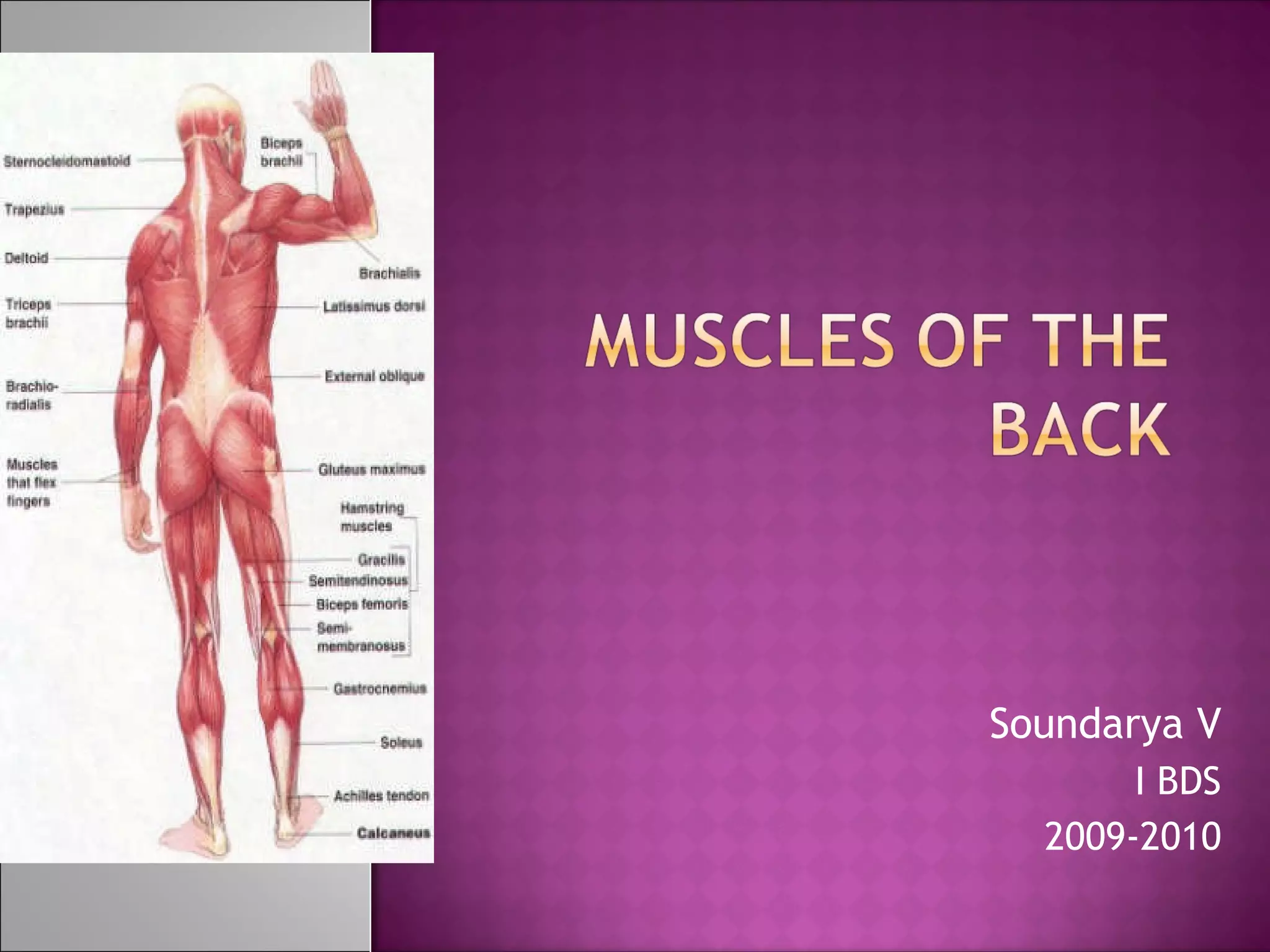 Muscles of the back | PPT