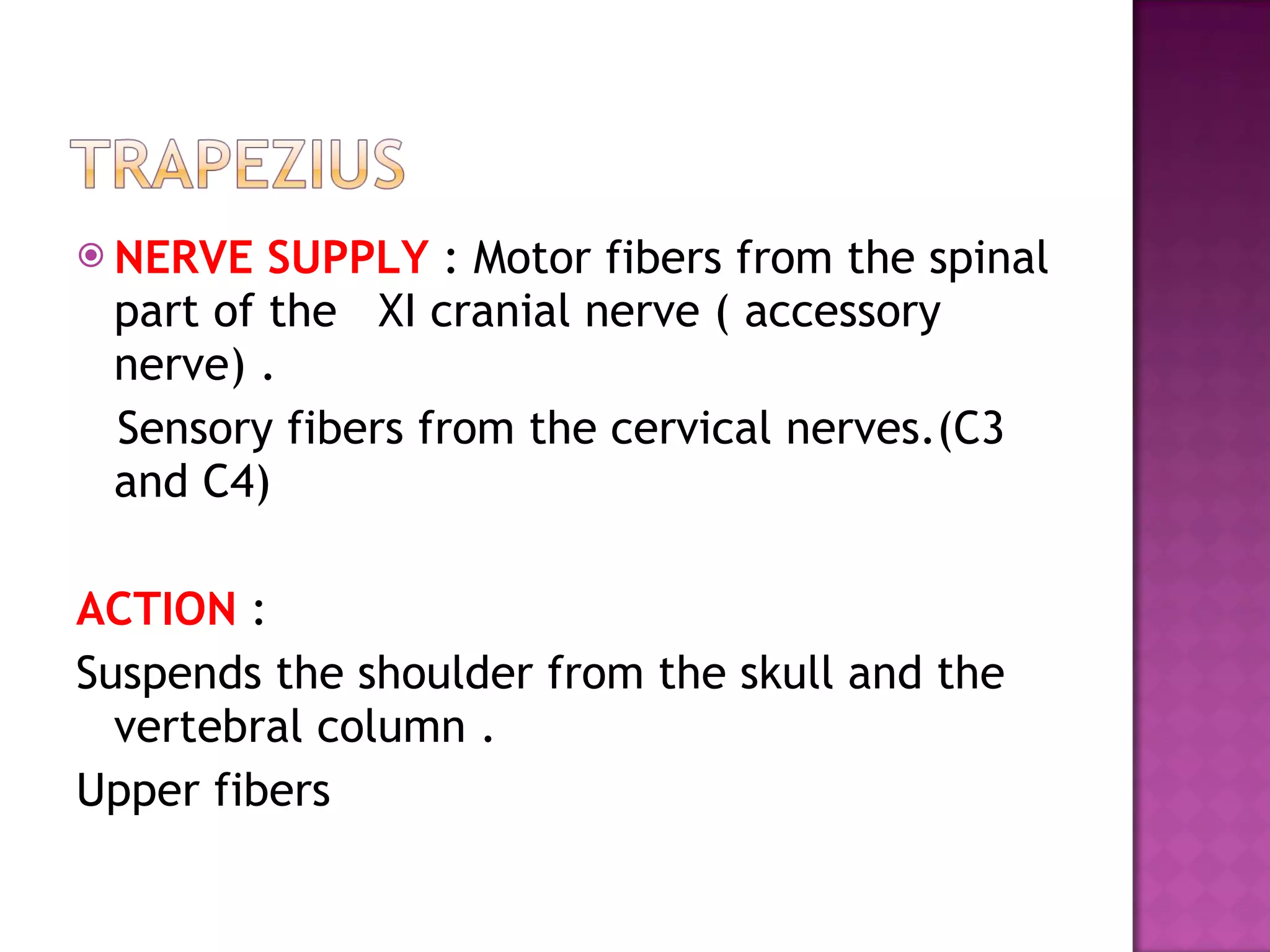 Muscles of the back | PPT