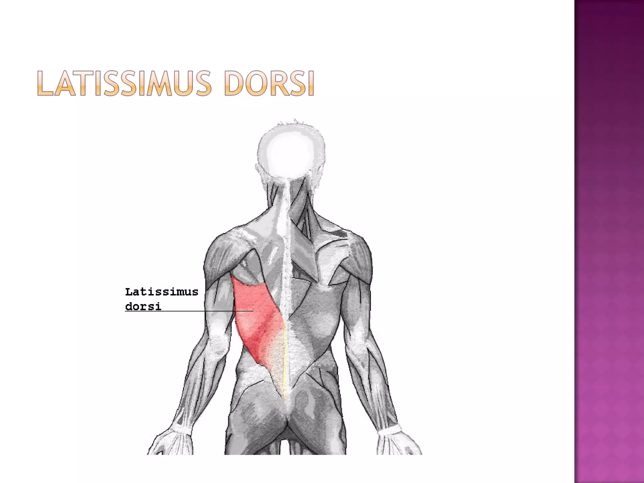 Muscles of the back | PPT