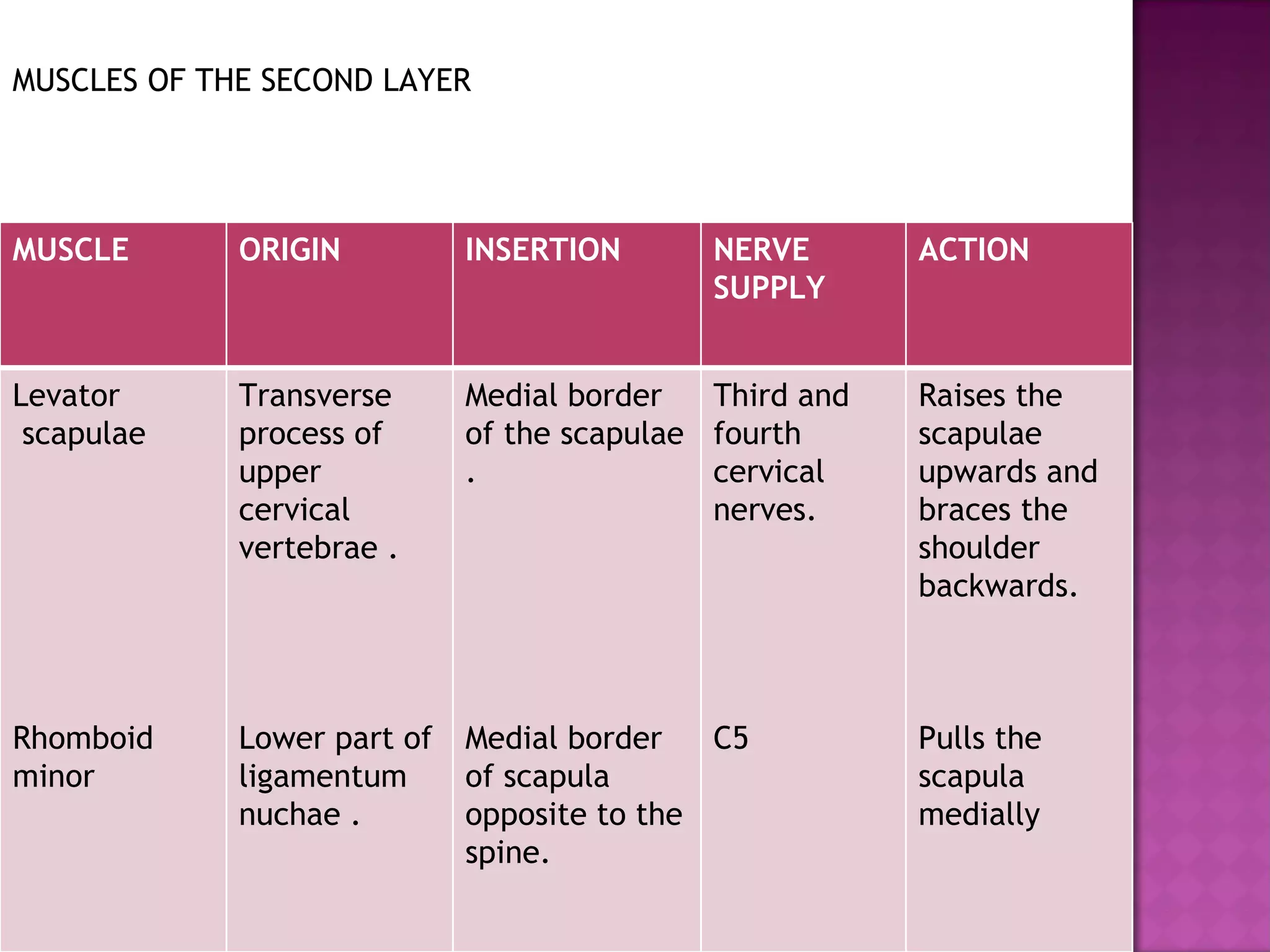 Muscles of the back | PPT