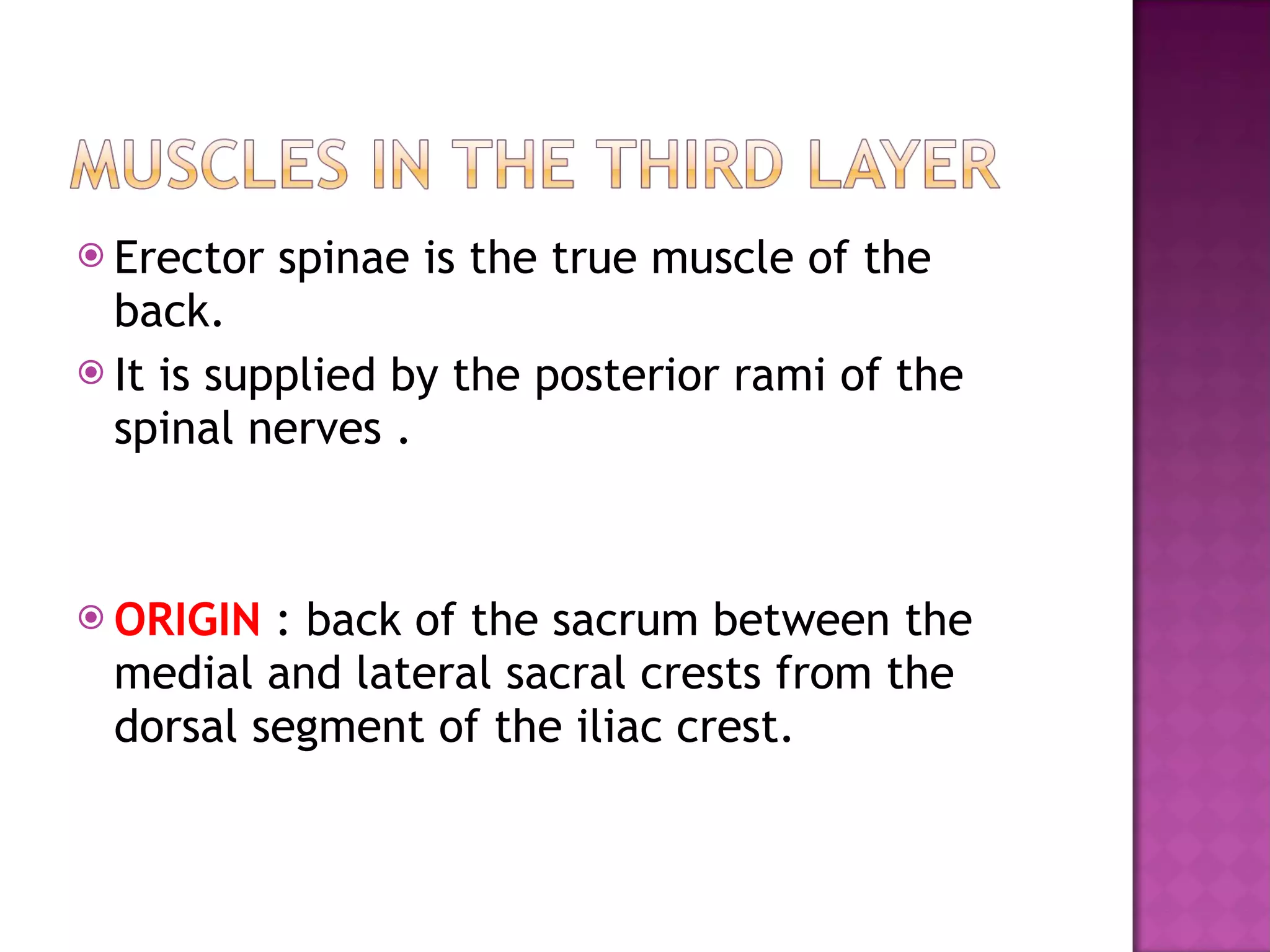 Muscles of the back | PPT