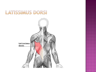 Muscles of the back | PPT